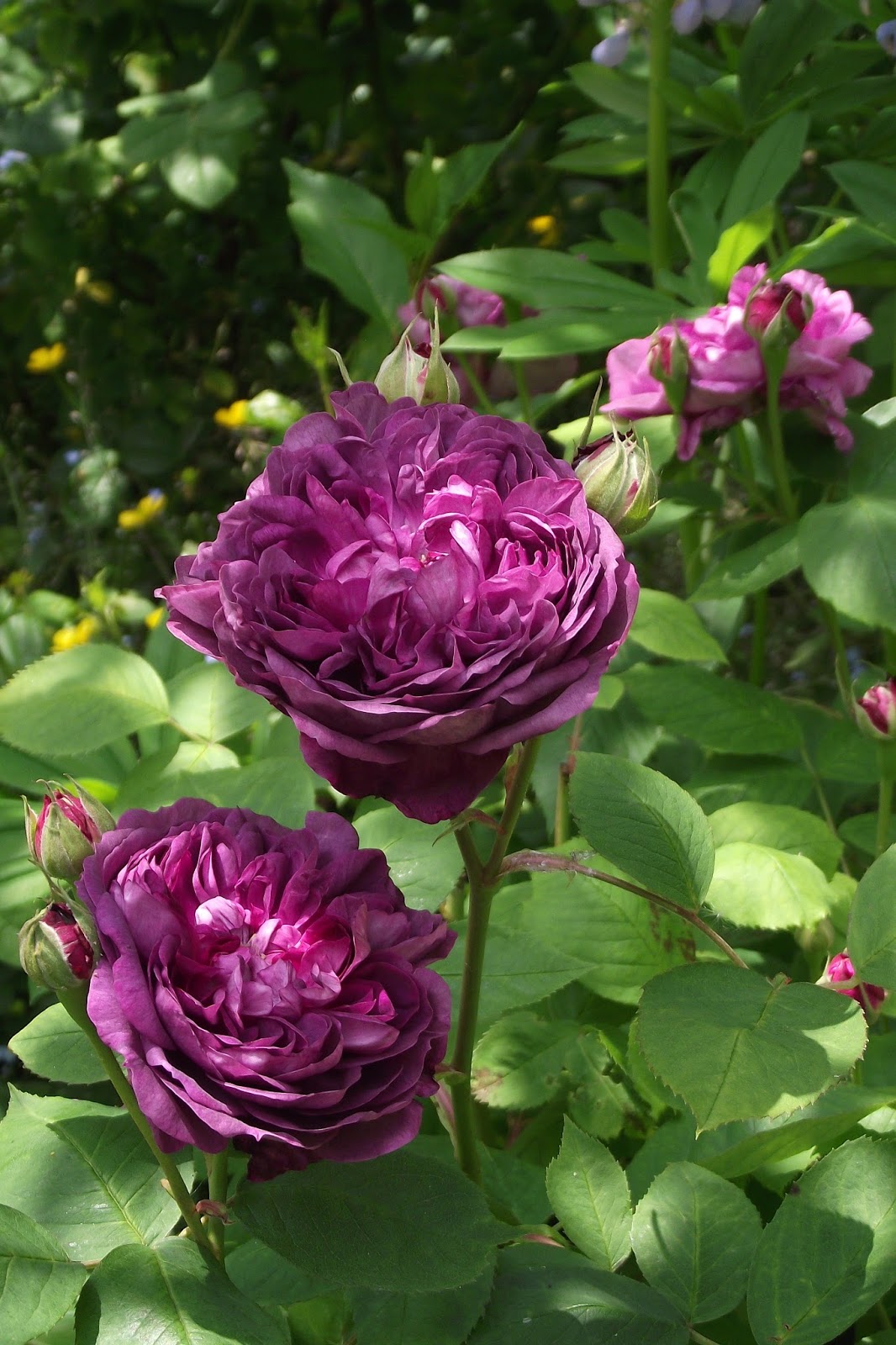 Promesse de roses: Reine des Violettes