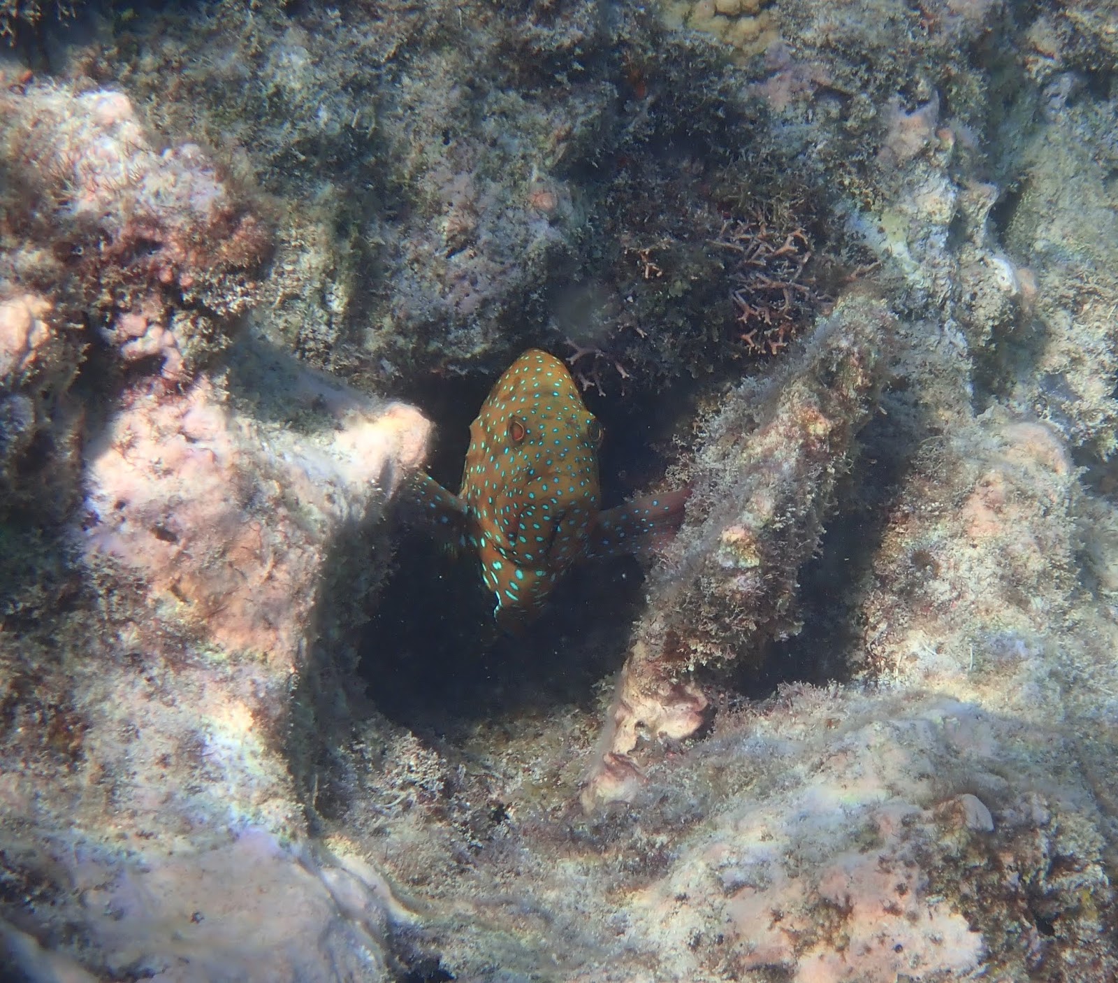 Australia- Great Barrier Reef- Flynn Reef