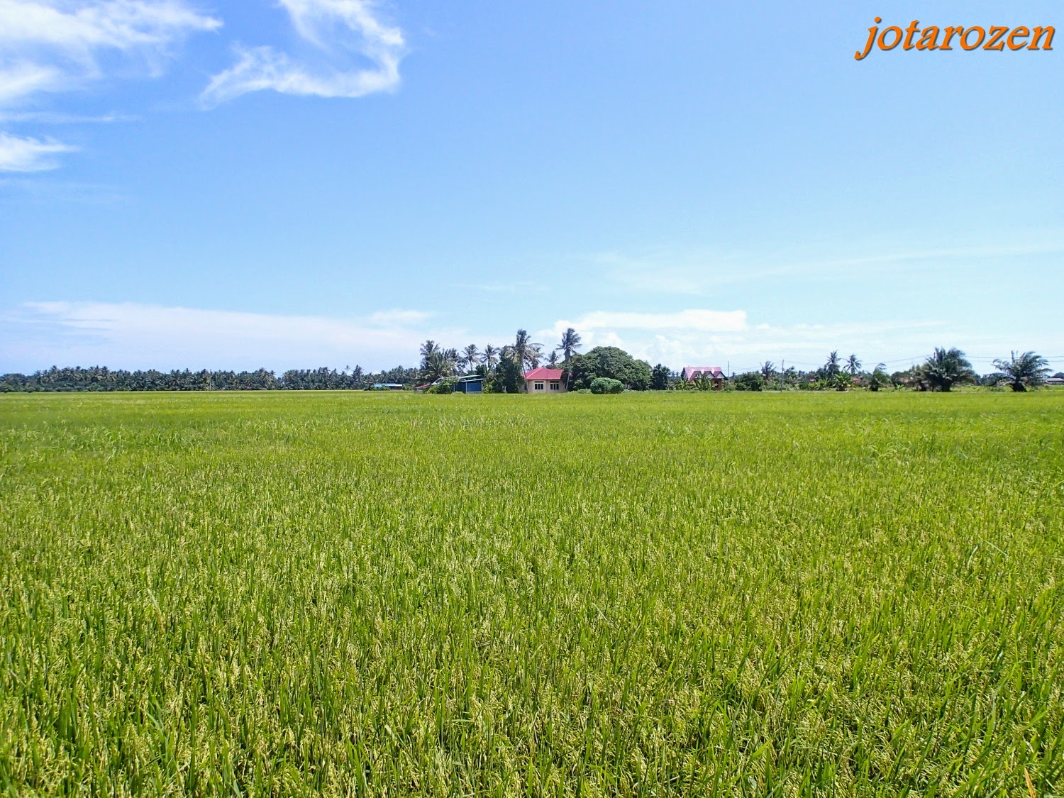 Footsteps - Jotaro's Travels: Gallery : Scenic Sekinchan Padi Fields