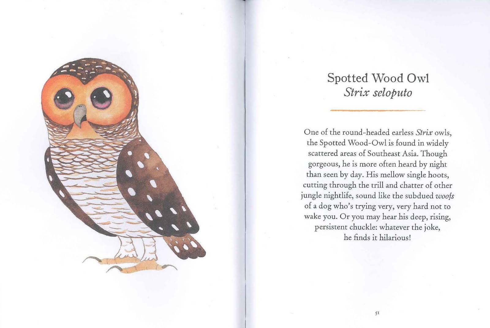 Review: Owls: Our Most Charming Bird