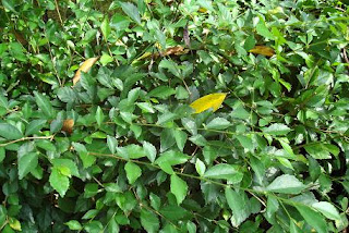 Tanaman Disekitar Kita: Teh Tehan(Acalypha Siamensis)