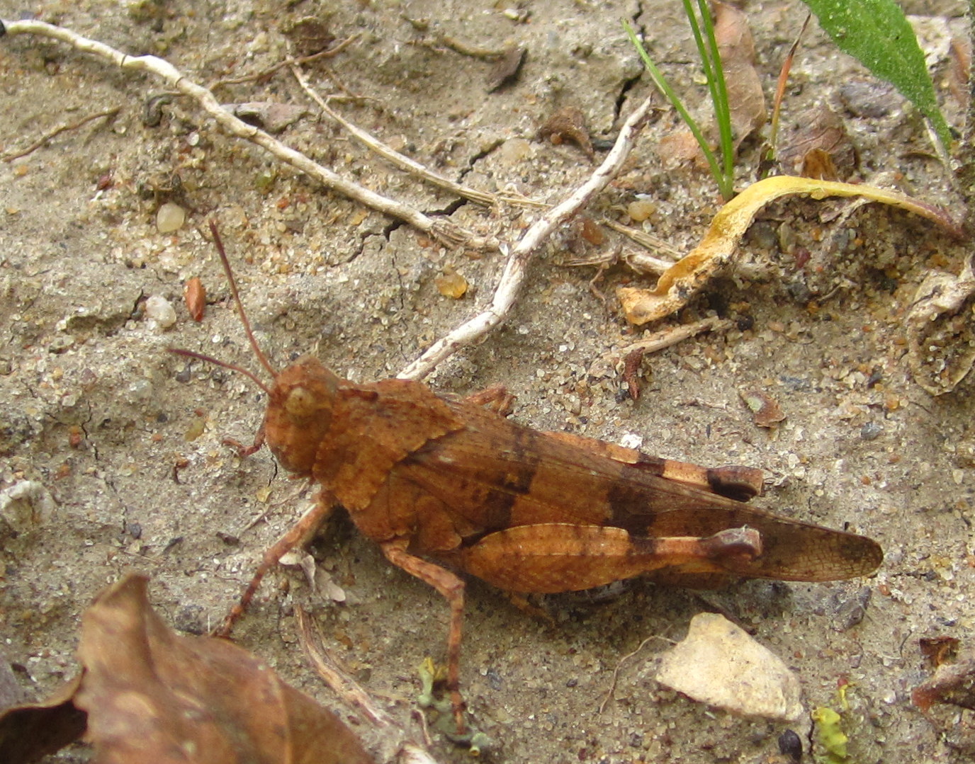 The story of our life returning to England from Braye-sous-Faye ...