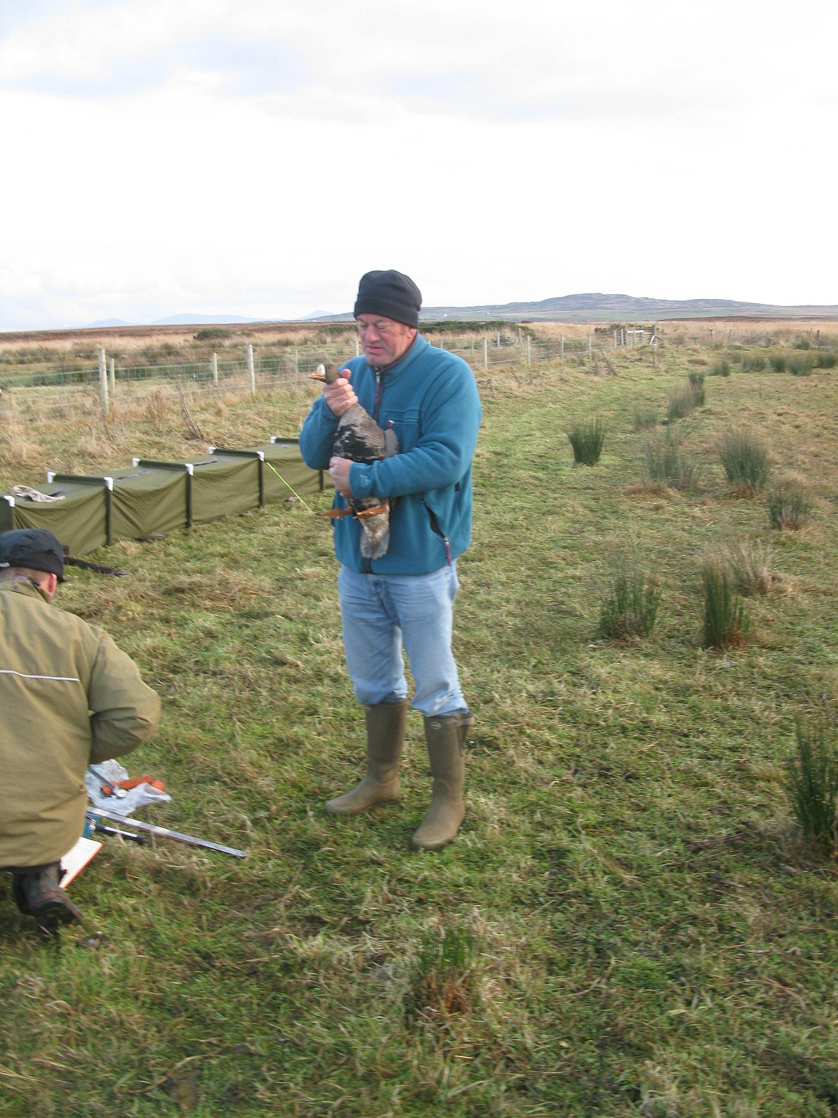 Islay Natural History Trust: Catching geese