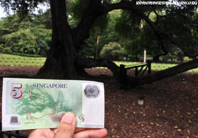 Under The Angsana Tree: The Tembusu Tree & a 5-Dollar Note