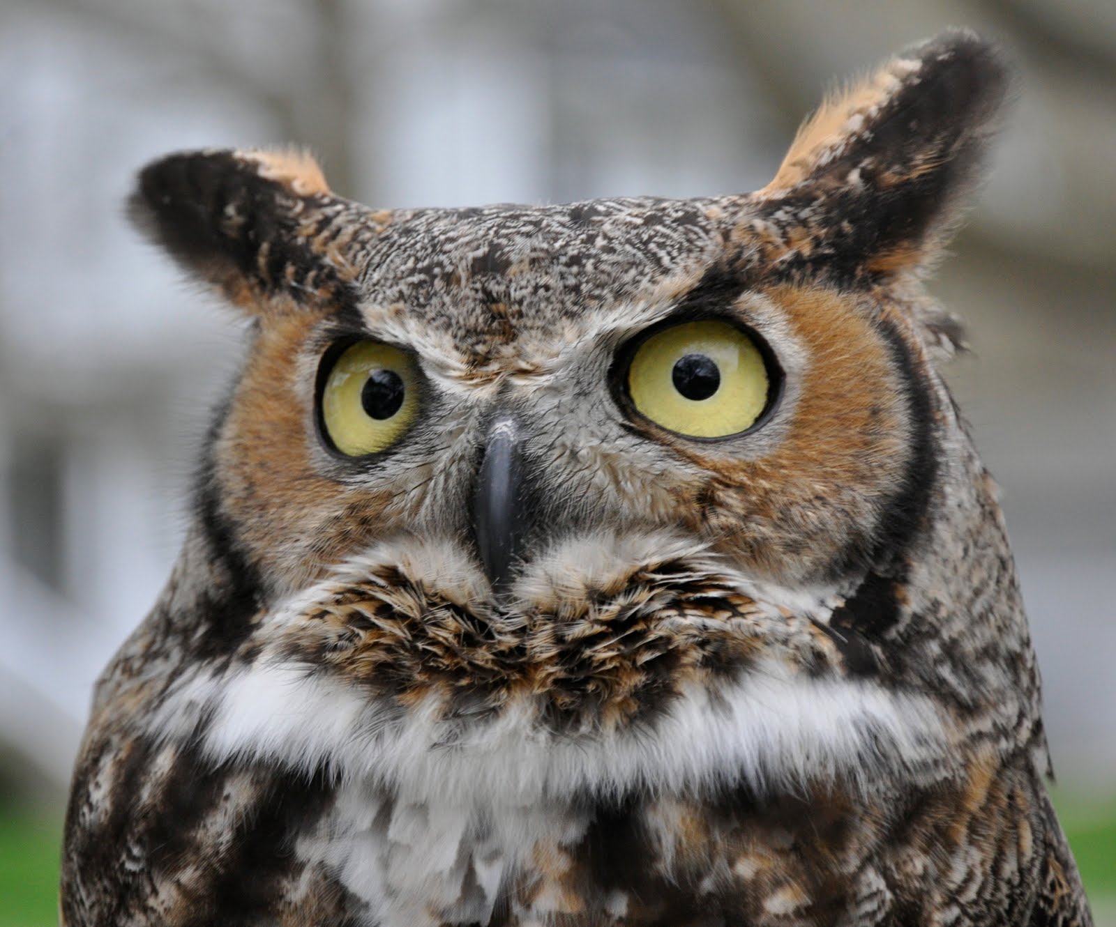 Palemaleirregulars: Great Horned Owls as Crow Magnets And Thoughts on ...