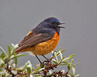 Worldbirder: Hiking the Ala Shan Mountains