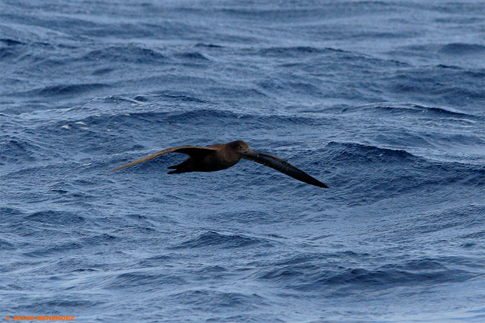 © DEMENCIA ORNITOLOGICA 43º23´N 3º13´W: Pardela sombría, Puffinus griseus.