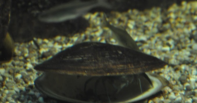 ZOOTOGRAFIANDO (6.100 ANIMALS): ALMEJA GIGANTE DE AGUA DULCE (Anodonta ...