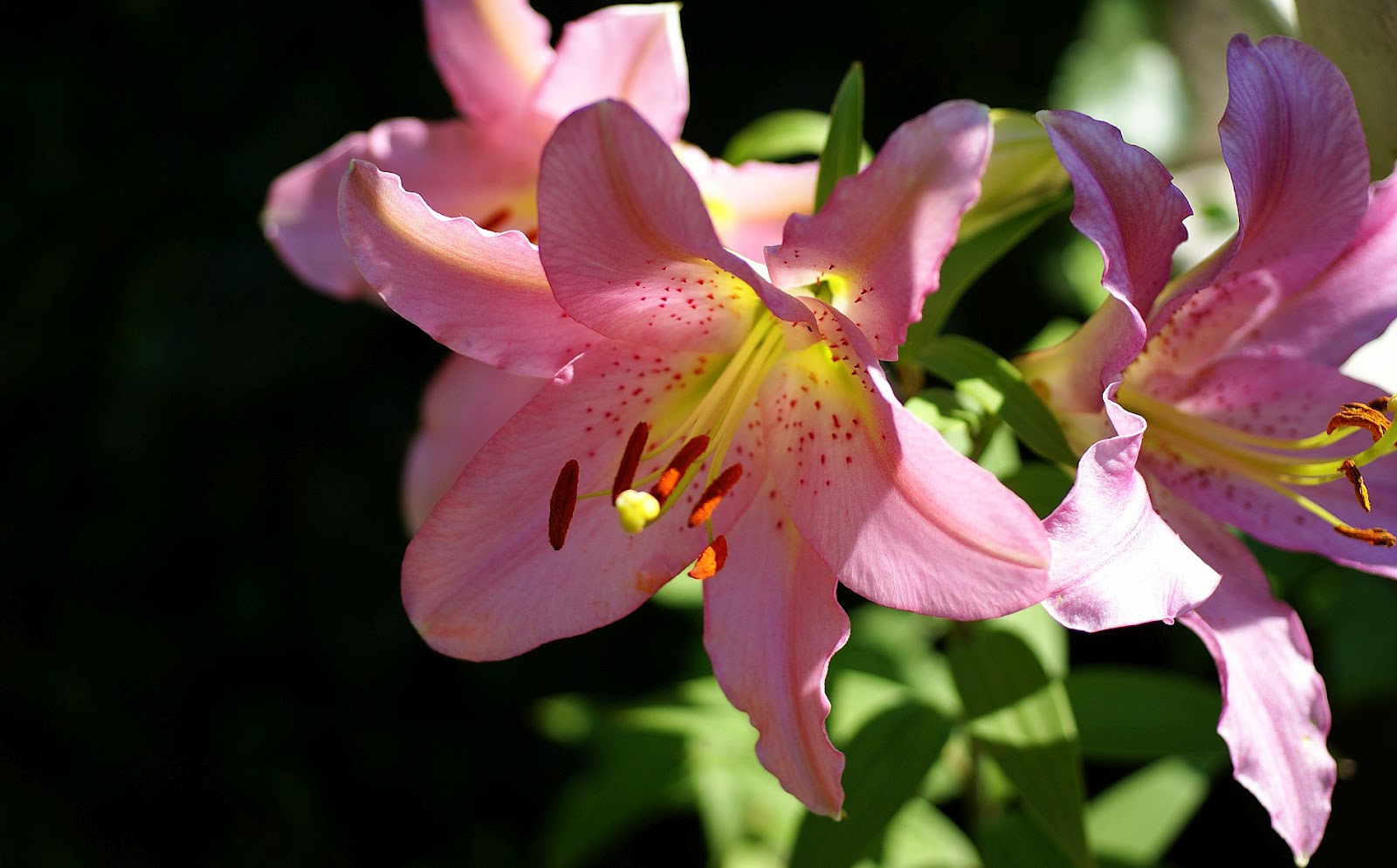 Lilium Flowers: Lilium flower Gallery 2
