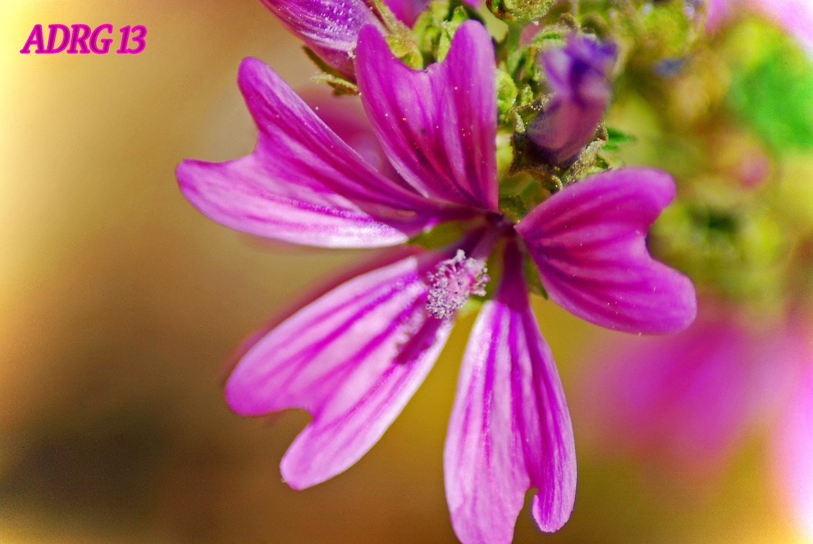 UN AMBIENTALISTA: Cuadernos de botánica: la malva silvestre