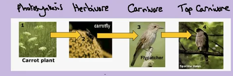 Seb Biology: 4.4- Trophic Levels