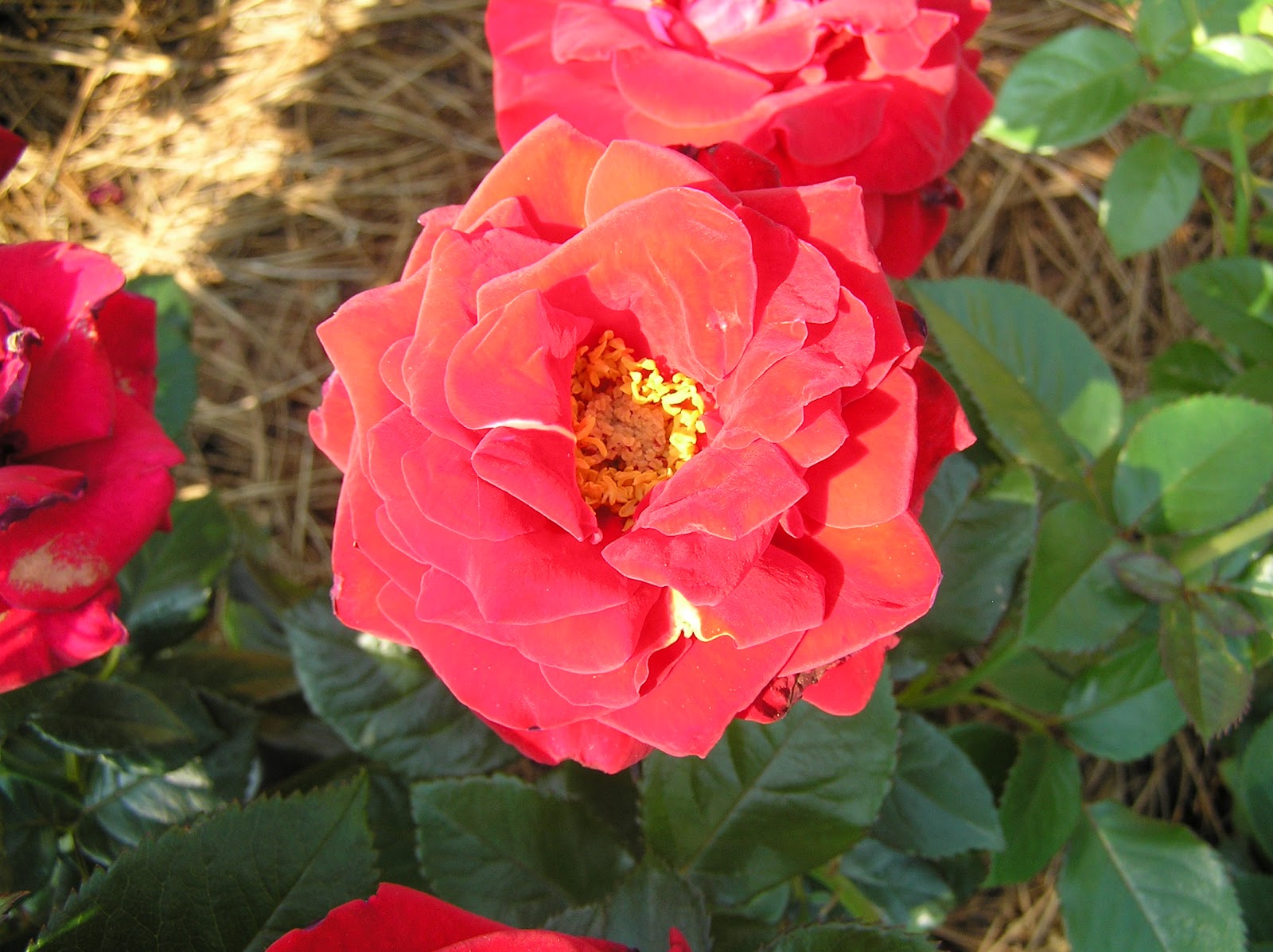 Images from our Life: Rose Garden, Summer 2012