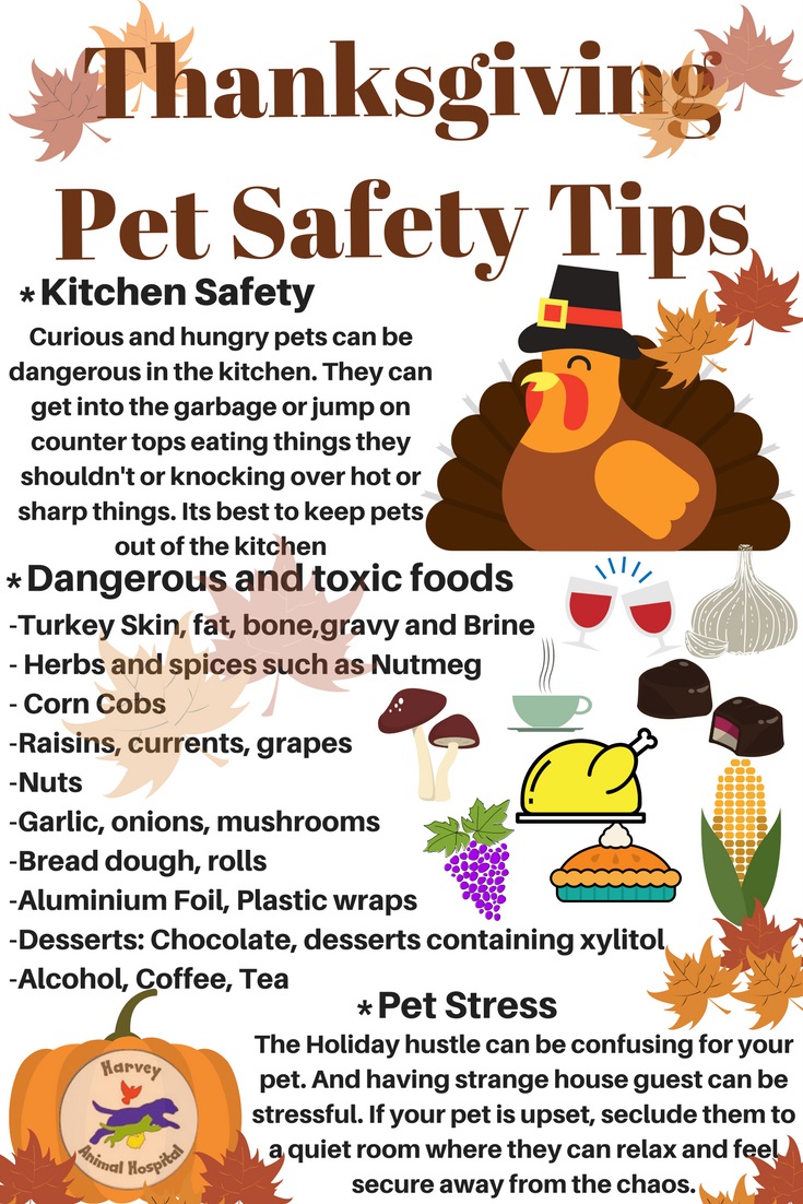 Harvey Animal Hospital Blog Thanksgiving Pet Safety Tips harvey-animal-hospital-blog-thanksgiving-pet-safety-tips