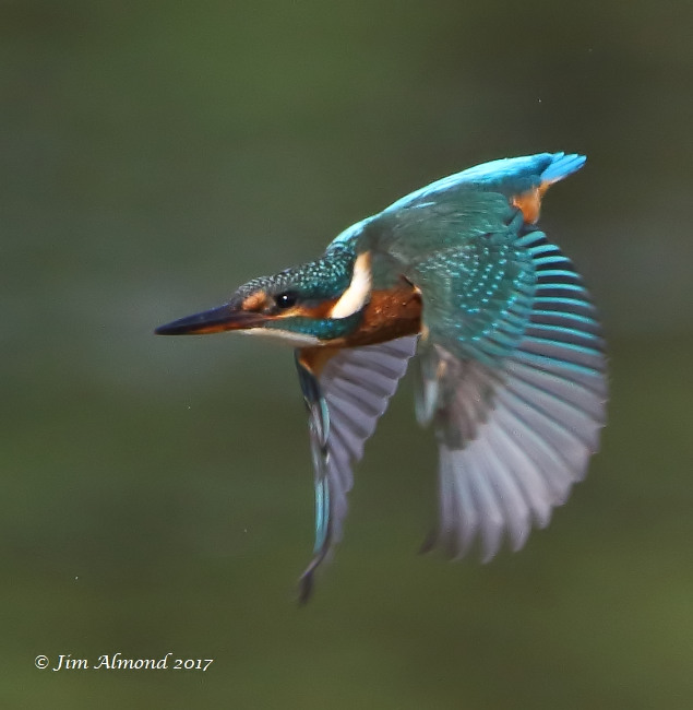 Shropshire Birder: Kingfisher - blue bullet in flight!