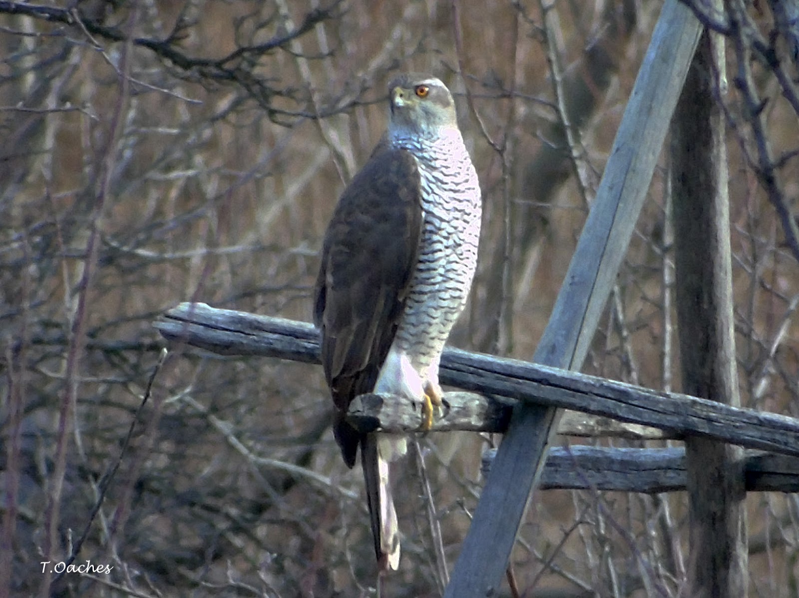 PASARI DIN ROMANIA: ULIU PORUMBAR (ULIUL GAINILOR), Accipiter gentilis