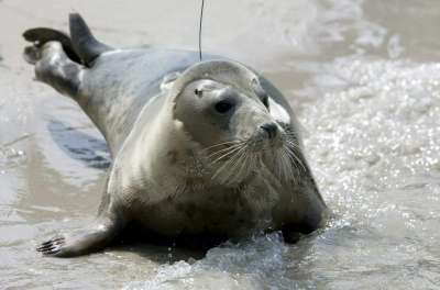Mis mamíferos marinos: La foca