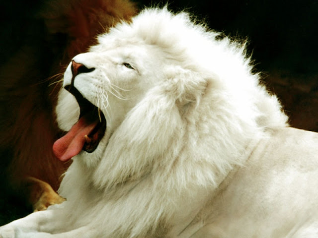 Our Beautiful World: White Lion
