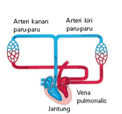 Sistem Peredaran Darah Kecil dan Sistem Peredaran Darah Besar - Biologi ...