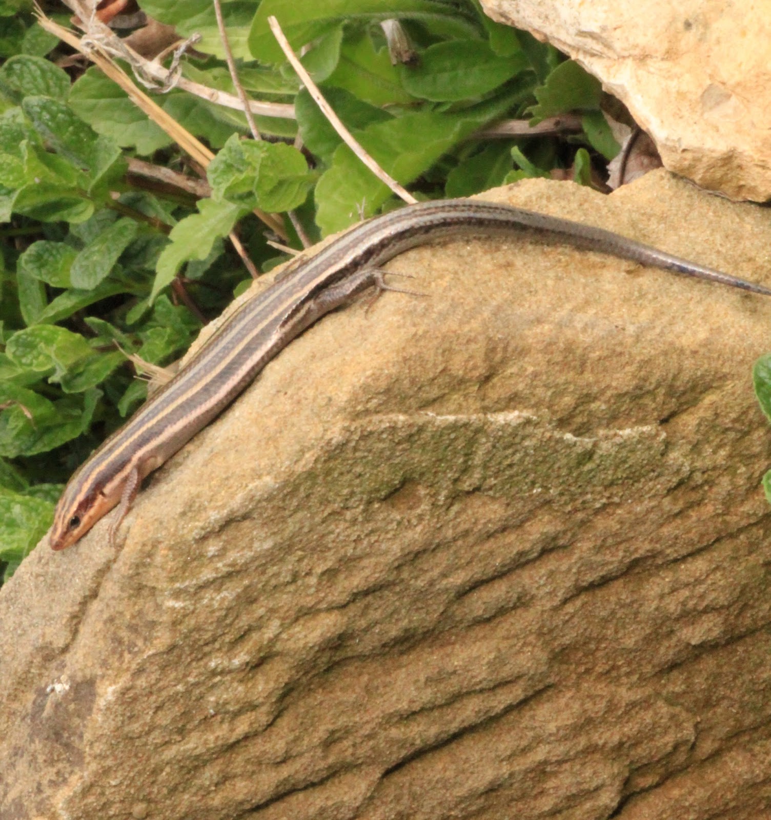 Genealogy Pilgrimage & Stories Along the Way: 2010