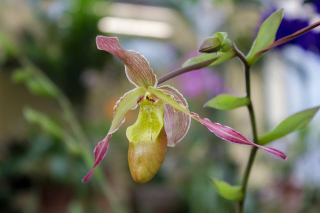 Maria's Orchids: Orchids from the DC Botanic Garden--all about the ...