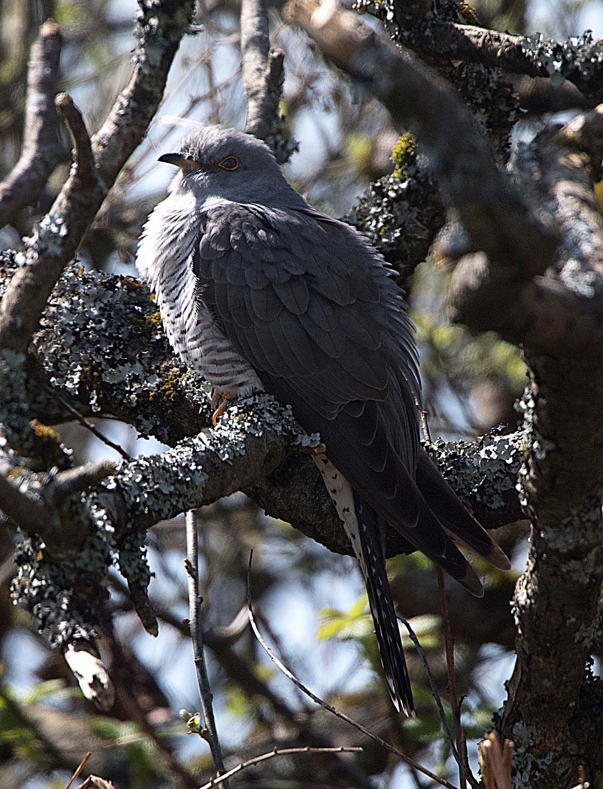 Alan James Photography : Cuckoo Crazy