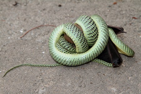 Aspundir: Chrysopelea - The Flying Snakes