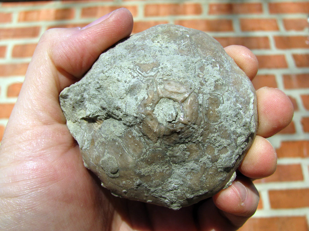 Views of the Mahantango: Eucalyptocrinus elrodi crinoid from the ...