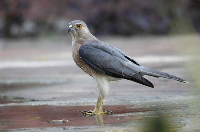 GỢI NHỚ: CÂU CHUYỆN: CHIM Ó, CON DƠI, ONG NGHỆ VÀ CON NGƯỜI