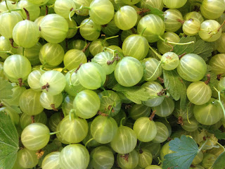 [Un]Cannery Row: Gooseberry Grandeur