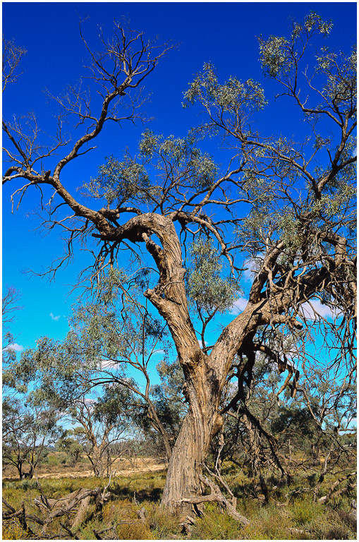 Moments In Time In Awe Of Trees moments-in-time-in-awe-of-trees