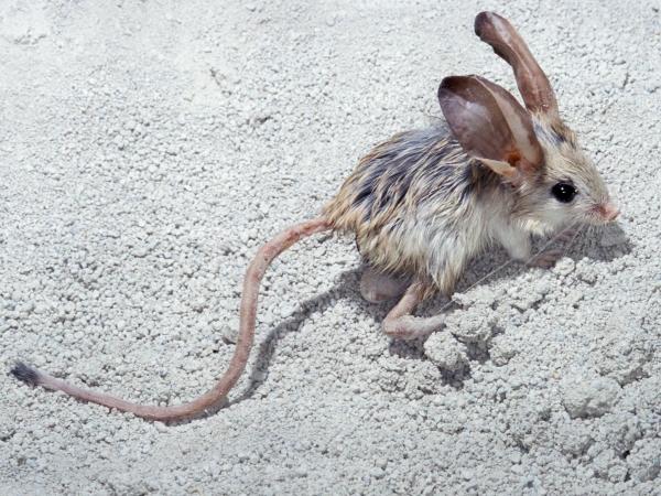 Campamento Terecay Blog: Los 5 animales con las colas más largas del mundo