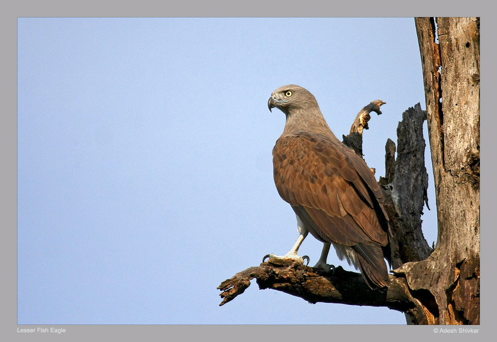 Indian Birds Photography: (delhibirdpix) Her Majesty - Lesser Fish Eagle