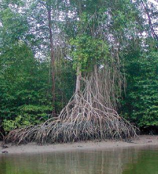 Refugio de Vida Silvestre Manglares Estuario Río Muisne