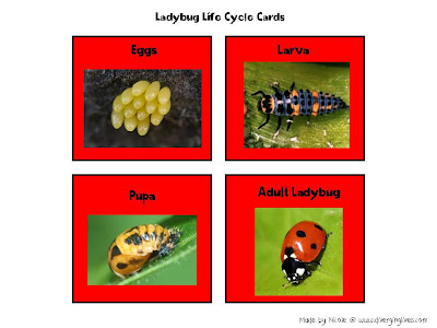 Diverging Lives: Ladybug Life Cycle