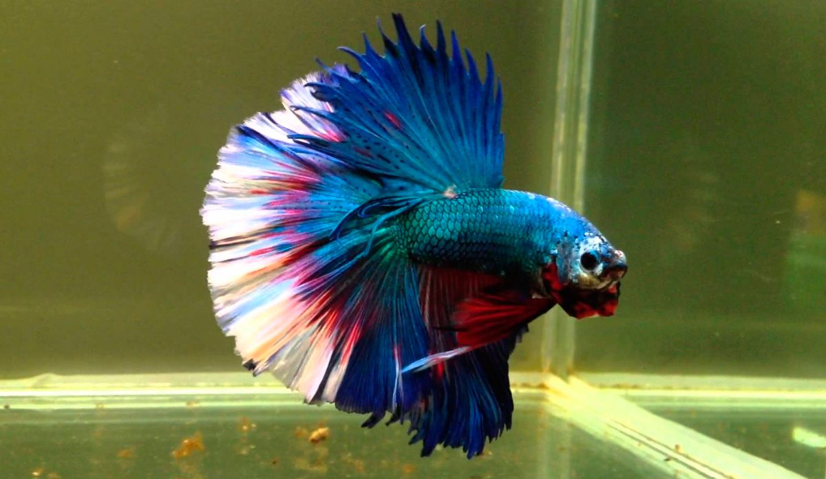 Comportamiento del pez beta - Animaleando