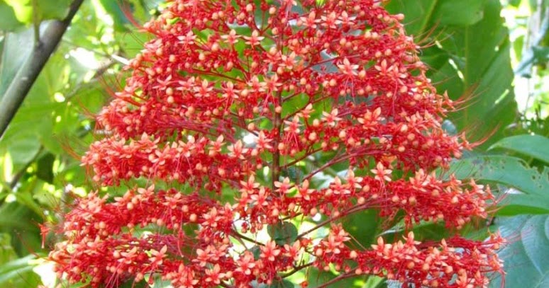 24+ Gambar Tanaman Bunga Pagoda - Gambar Bunga Indah