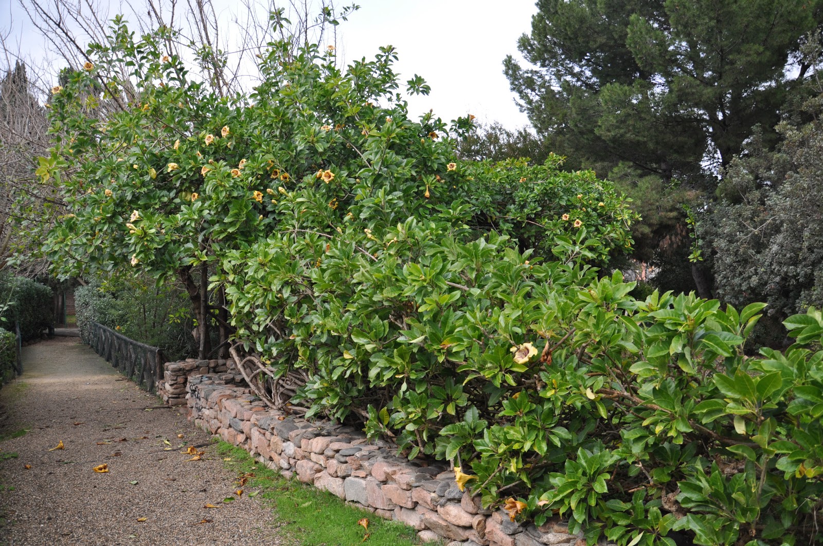 Cagliari in Verde: Le trombe della Solandra