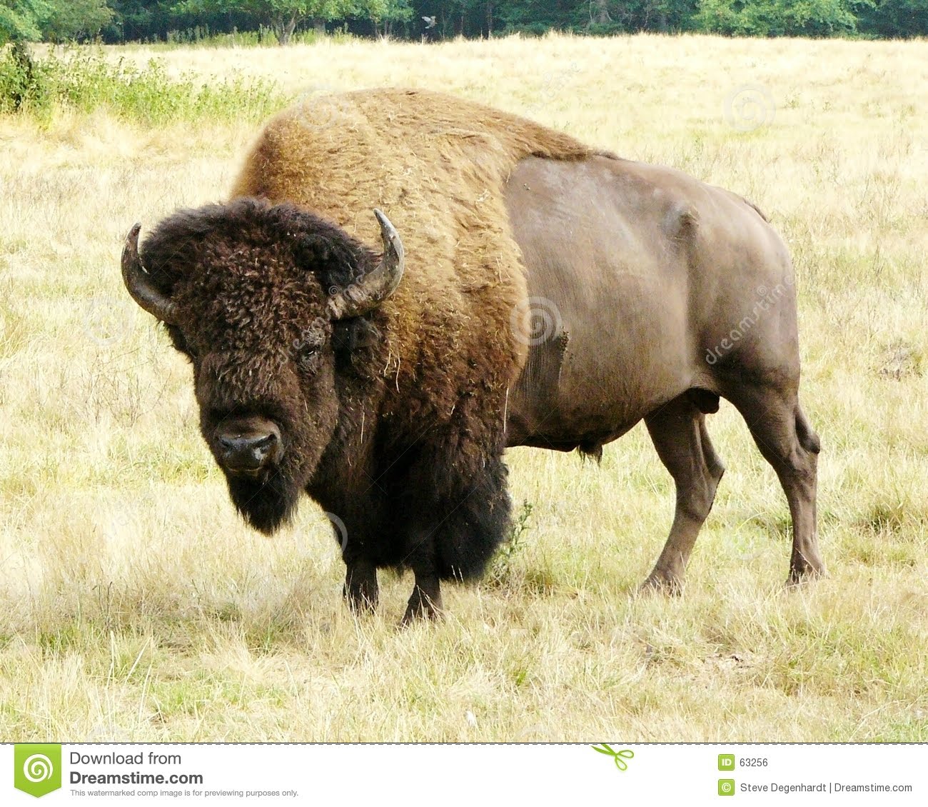 Buffalo Dreams Wallpaper ~ Walt Disney Wallpaper