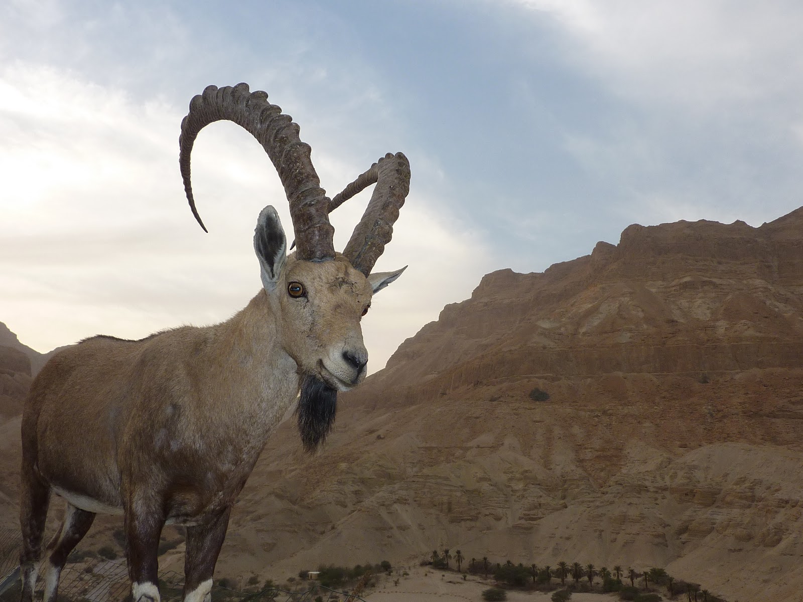 Touring with Madeleine: Did You Know? - Nubian Ibex