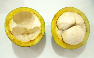 FRUTAS BRASIL: Bacuri, As Plantas Curam