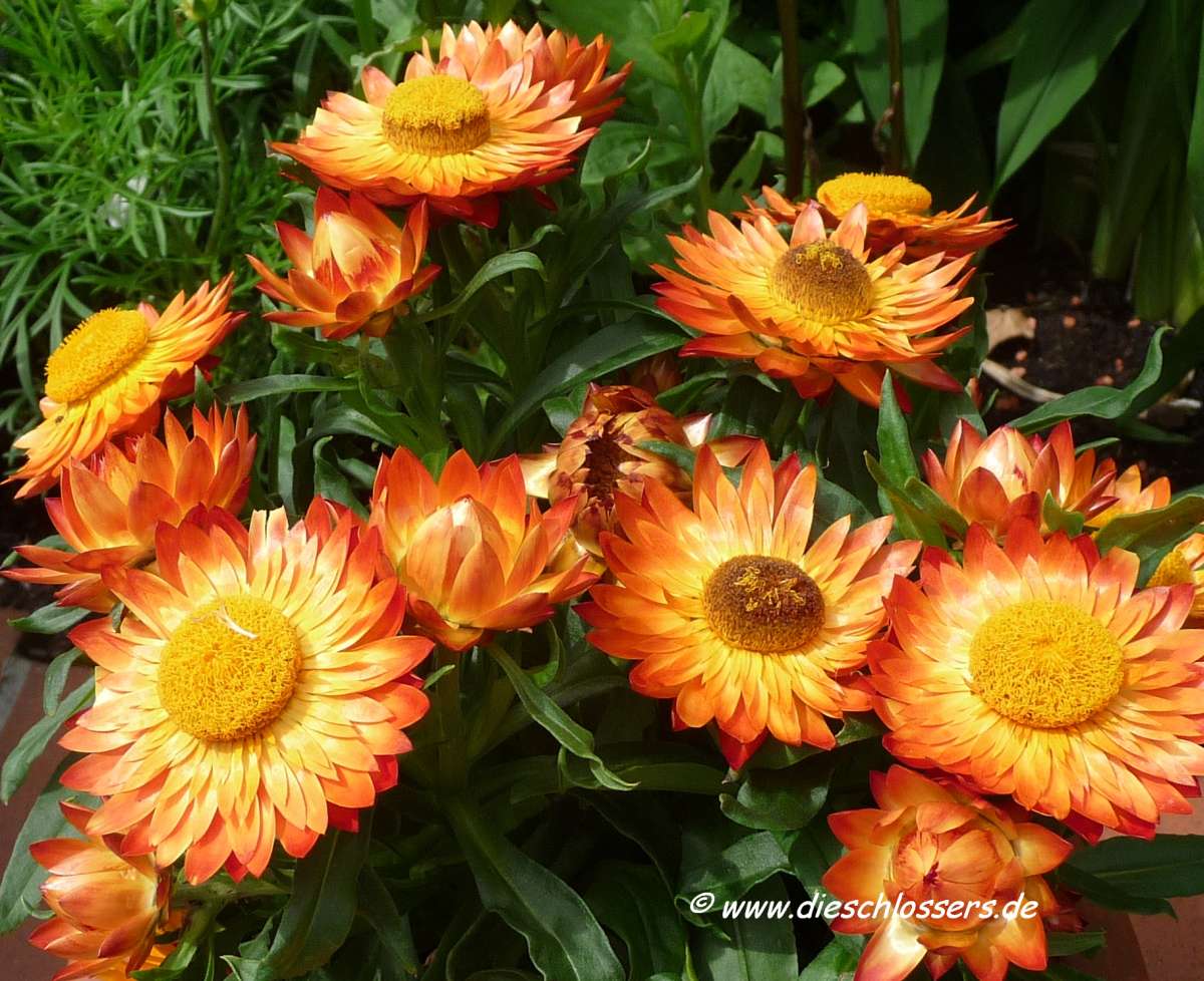 Ankes * * * Natur- und Gartenparadies * * *: Garten-Strohblume