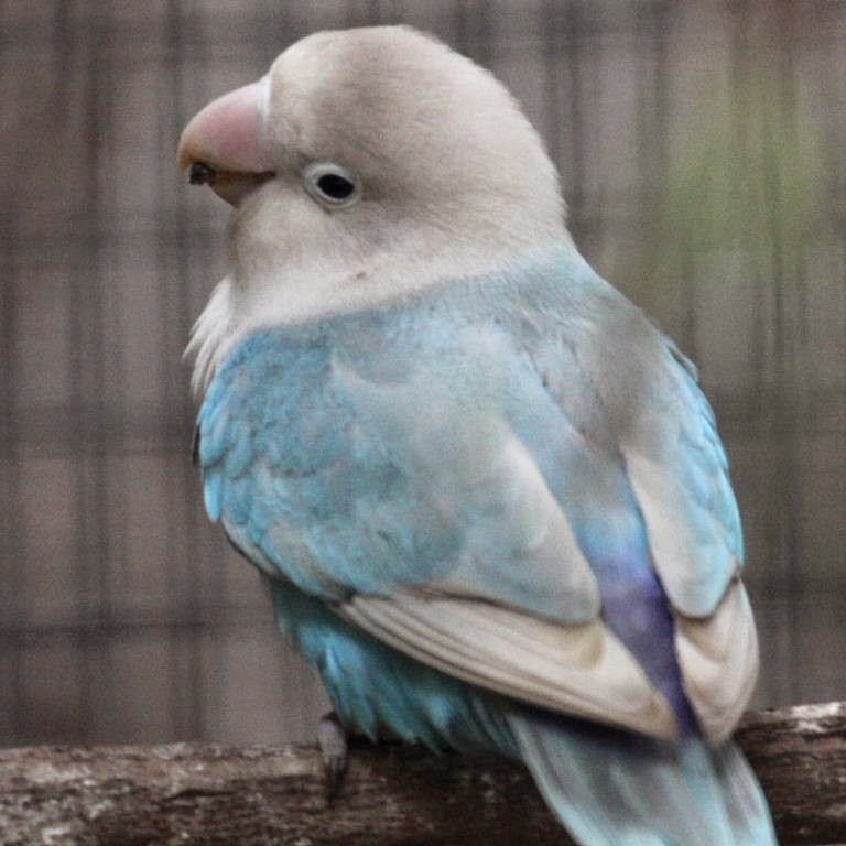 Jenis - Jenis Lovebird di Indonesia