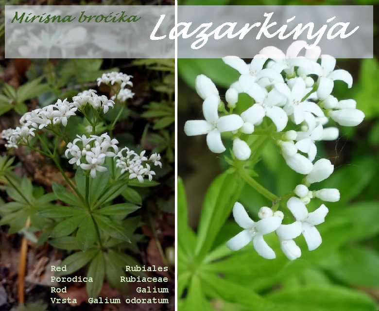 101 cvet : svibnja 2017