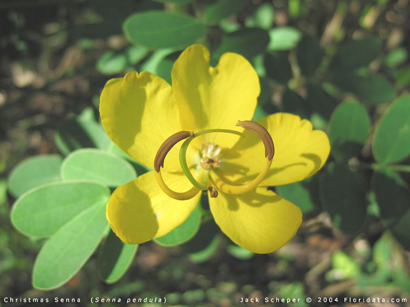 PLANT FAMILIES OF PUERTO RICO AND FLORIDA PAPO VIVES: FABACEAE ...