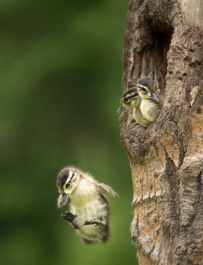 Baby Bird Try To Fly | Most Beautiful Images