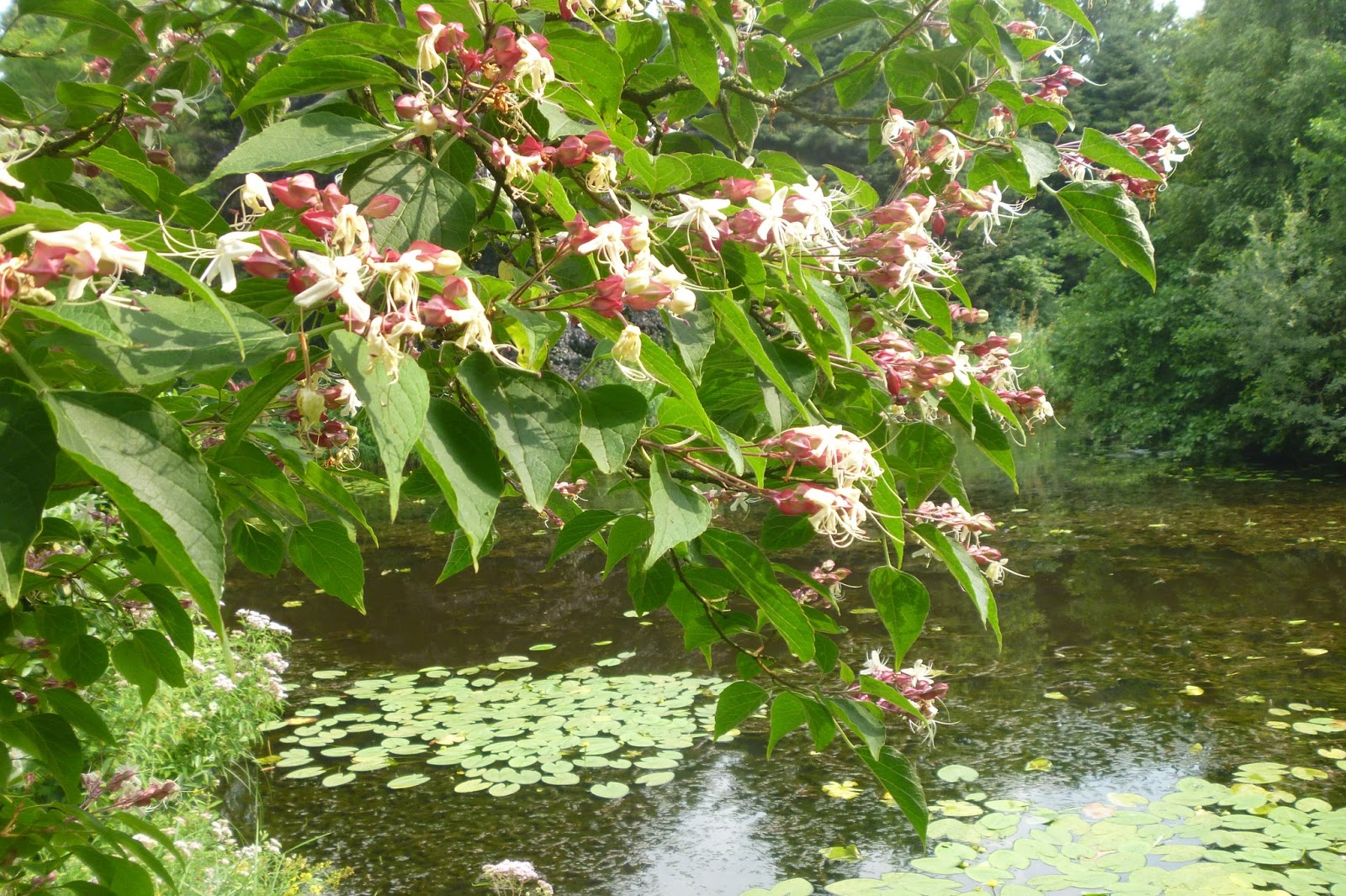 Bomenstichting Achterhoek: De bloemen van de Pindakaasboom