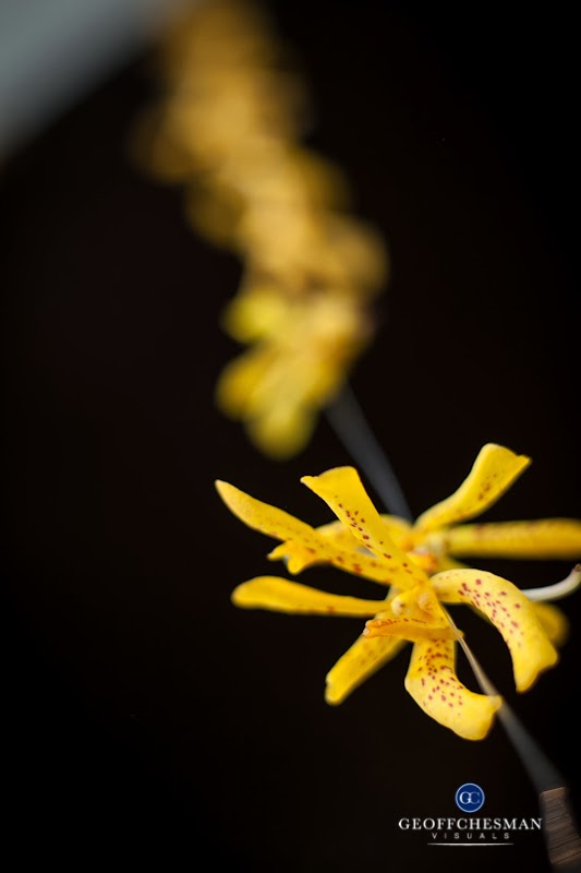 STUDIO DBI: Yellow&Silver Wedding