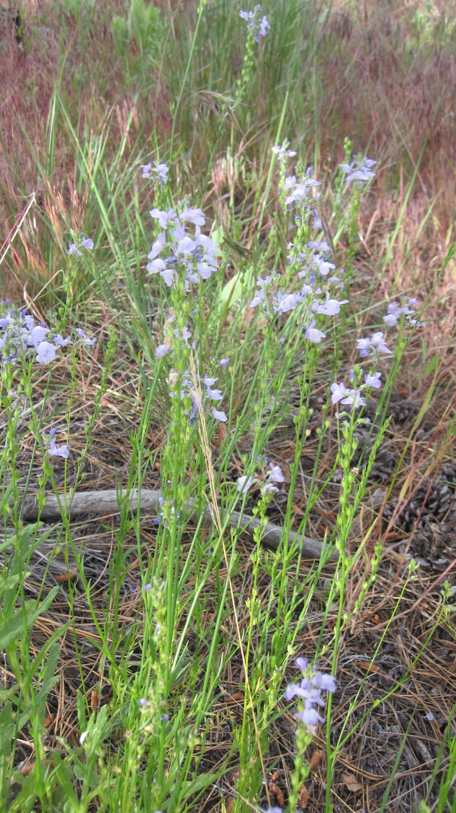 Innie Me: Colorado Wildflowers - Blue and Purple
