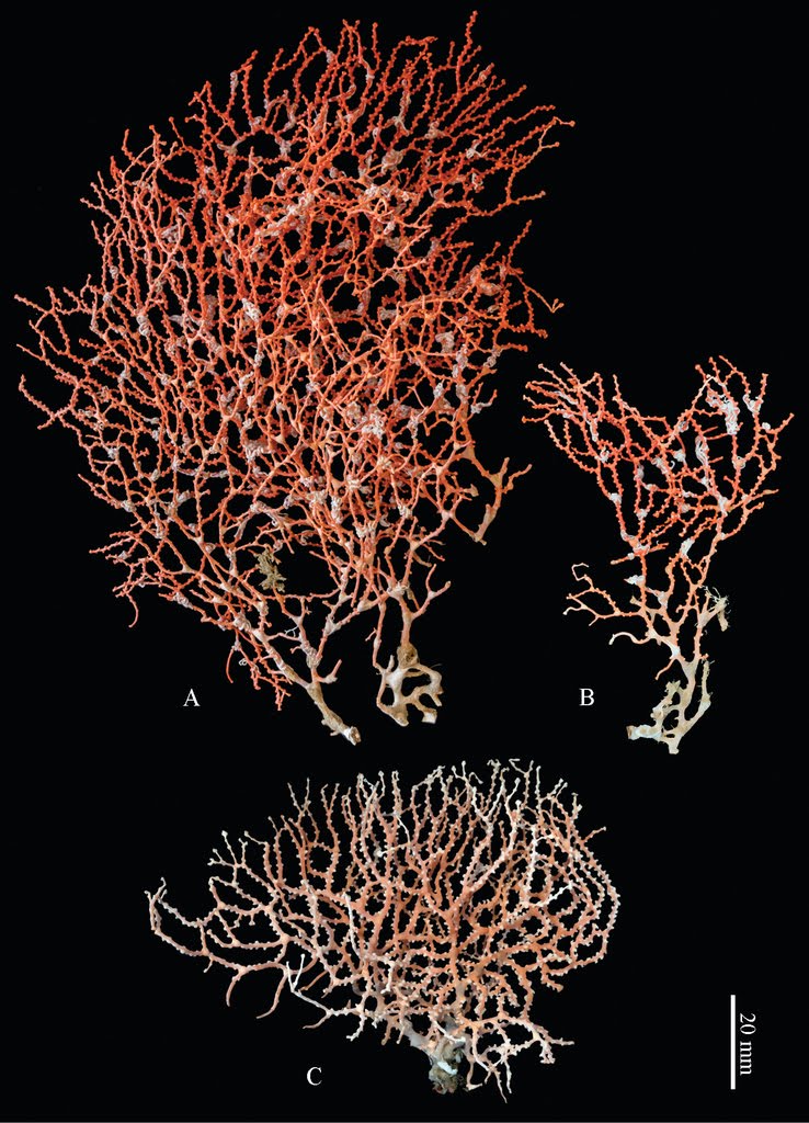 Species New to Science: [Cnidaria • 2016] Melithaea davidi • A New ...