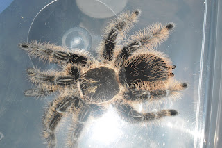 Klasblog van de 2de graad: Tropische insecten